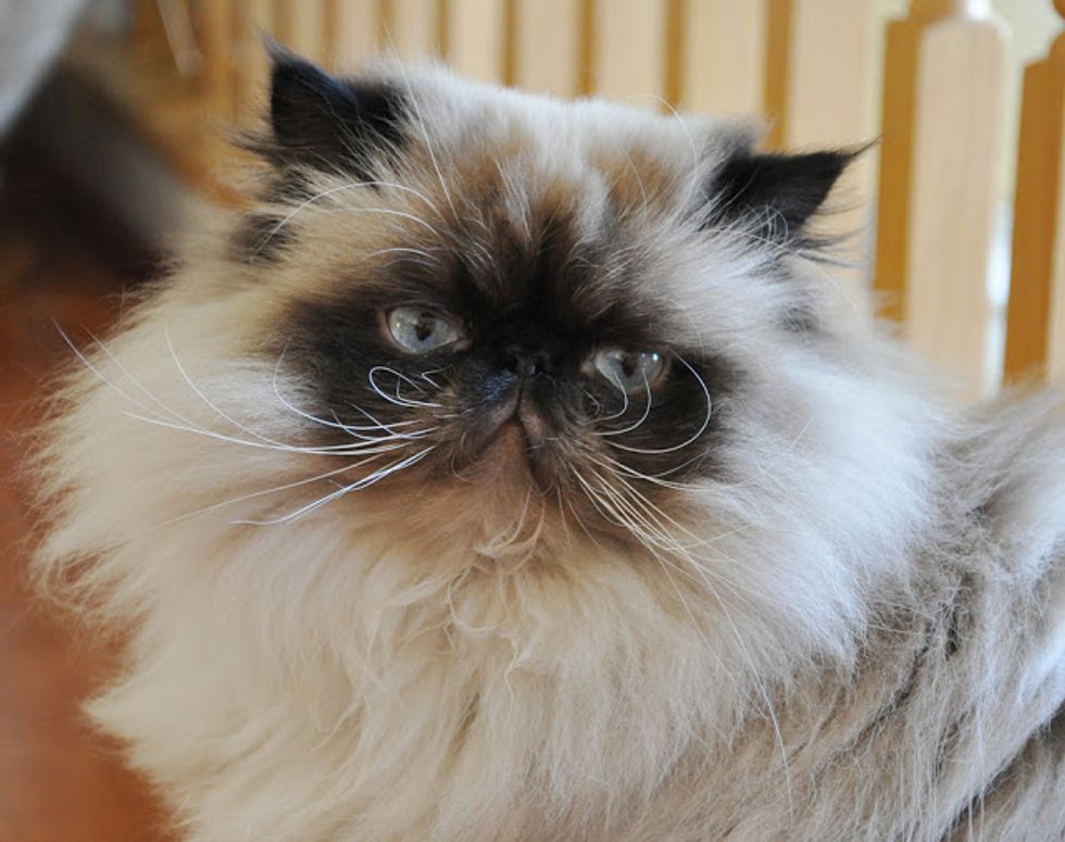 Rescued Cat Mishka Lives a Happy Life - Love Meow