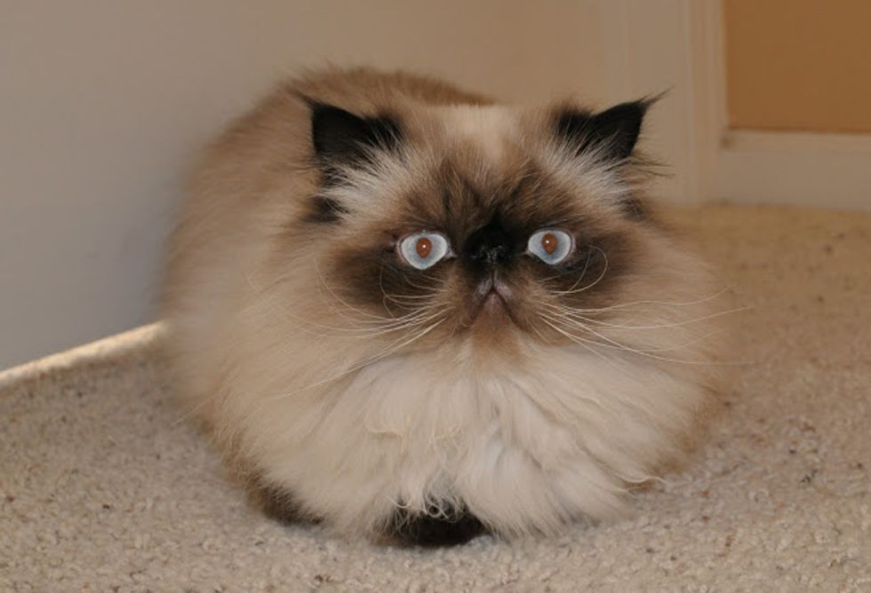 Rescued Cat Mishka Lives a Happy Life - Love Meow