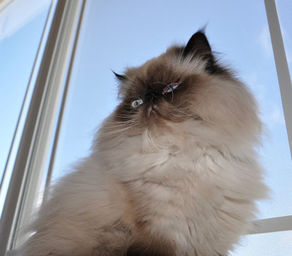 Rescued Cat Mishka Lives a Happy Life - Love Meow