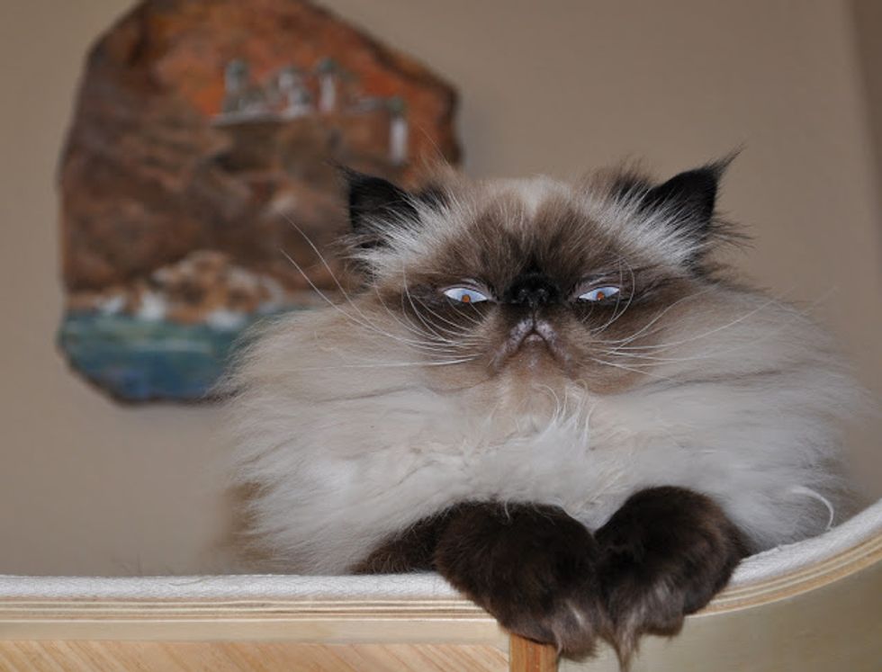 Rescued Cat Mishka Lives a Happy Life - Love Meow