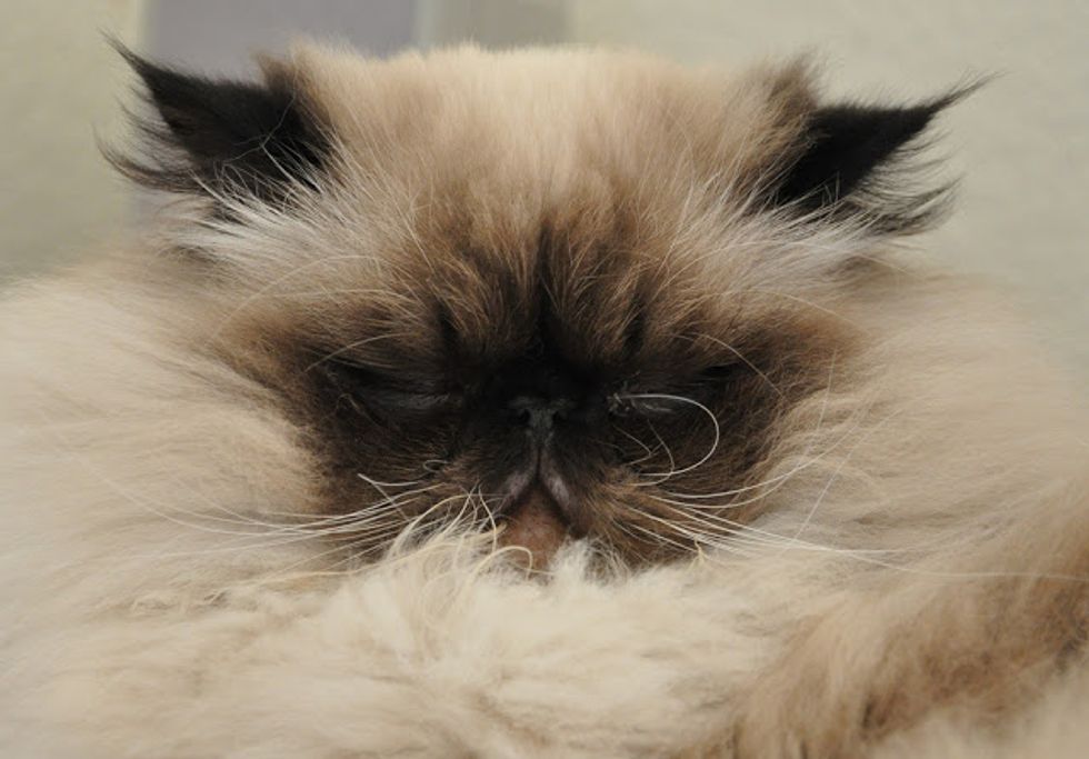 Rescued Cat Mishka Lives a Happy Life - Love Meow