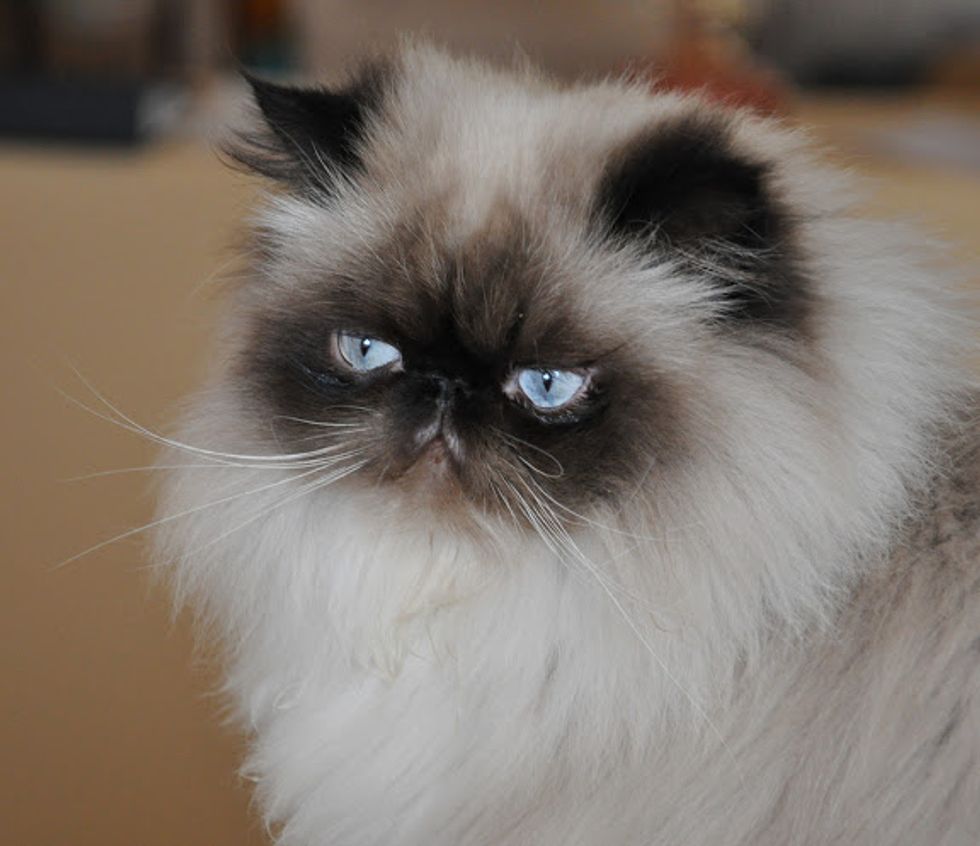 Rescued Cat Mishka Lives a Happy Life - Love Meow