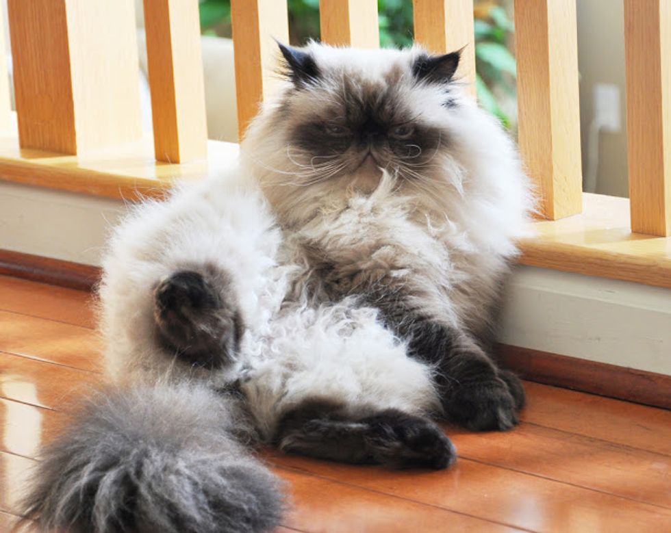 Rescued Cat Mishka Lives a Happy Life - Love Meow