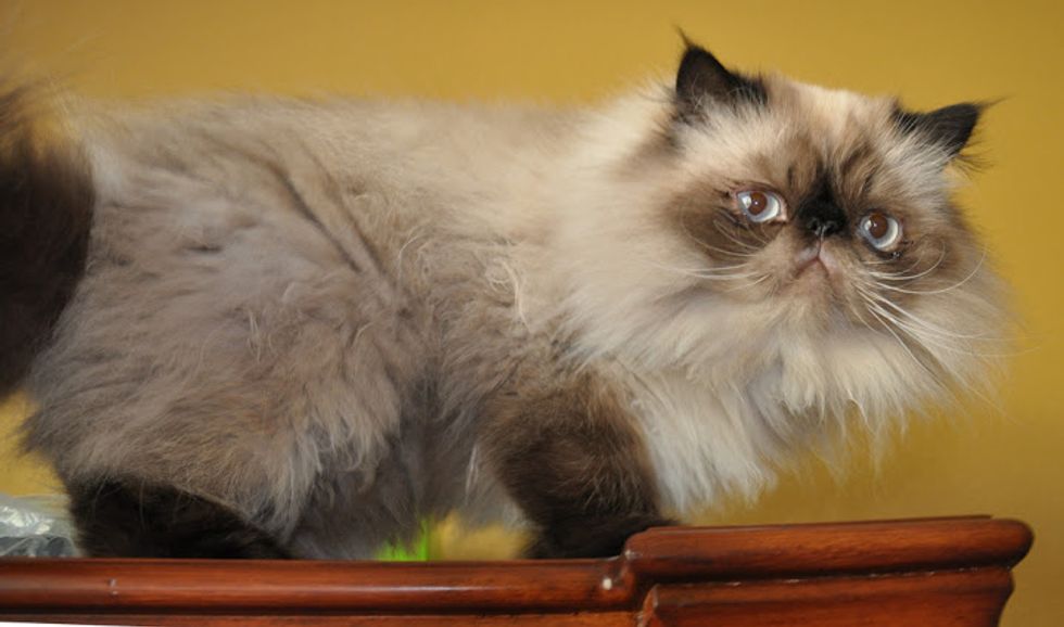 Rescued Cat Mishka Lives a Happy Life - Love Meow