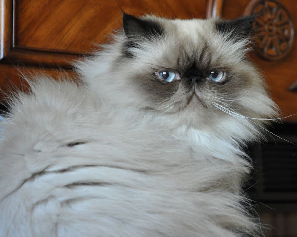 Rescued Cat Mishka Lives a Happy Life - Love Meow