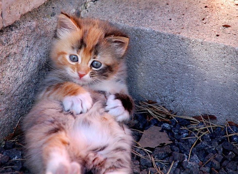 Venus the Kitten - Love Meow