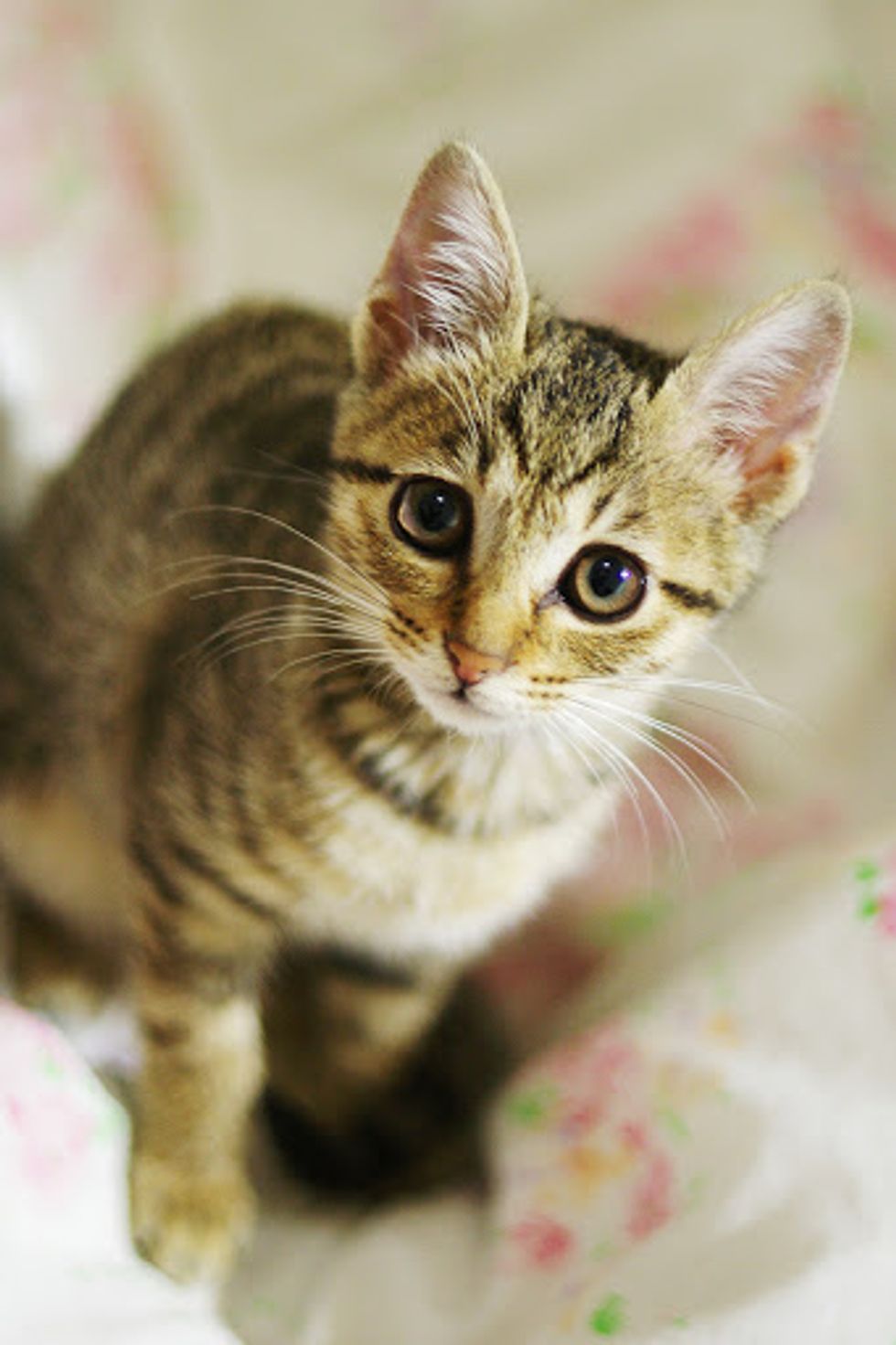 Rescued Tabby Cat Macchiato - Love Meow