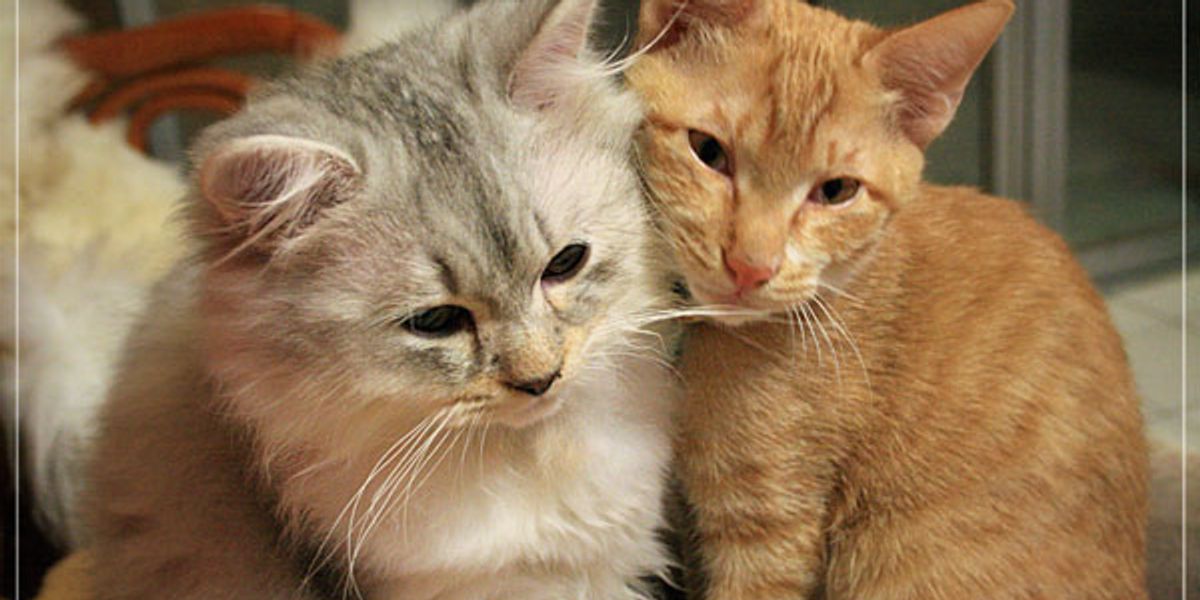 Two Best Friends - Love Meow