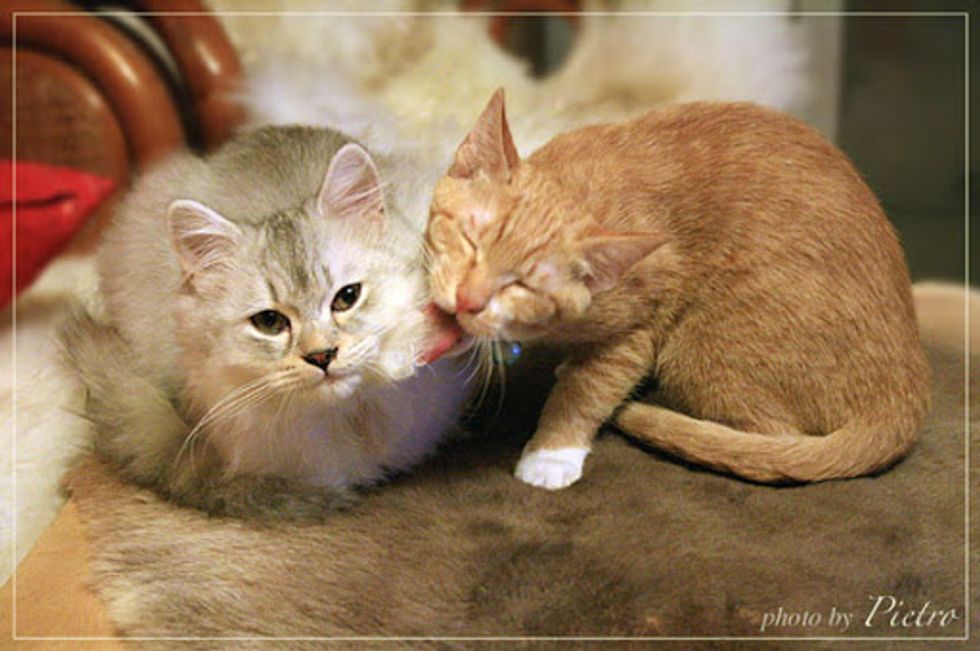 Two Best Friends - Love Meow