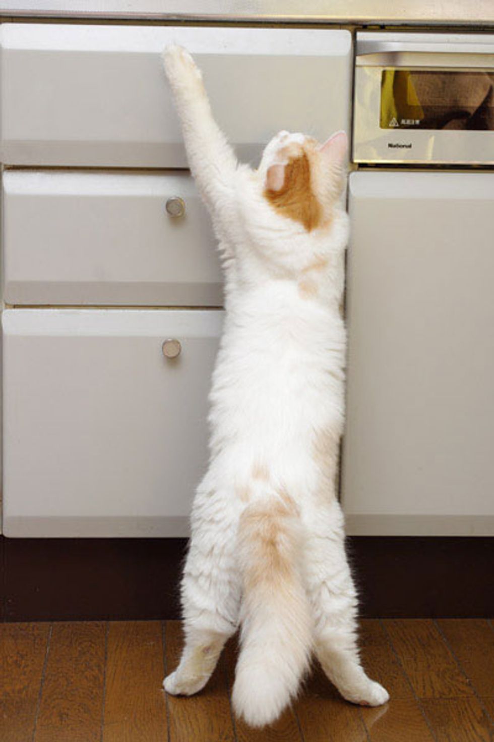 Kitty Grows Up Tall & Strong, Then & Now - Love Meow