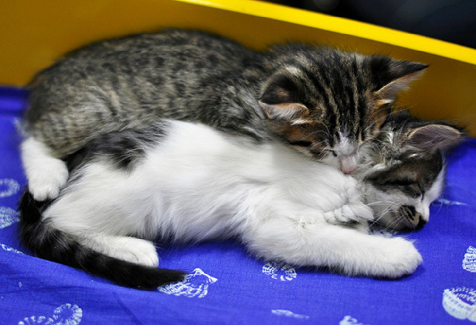 Two Snuggly Cuddly Ex-feral Kittens - Love Meow