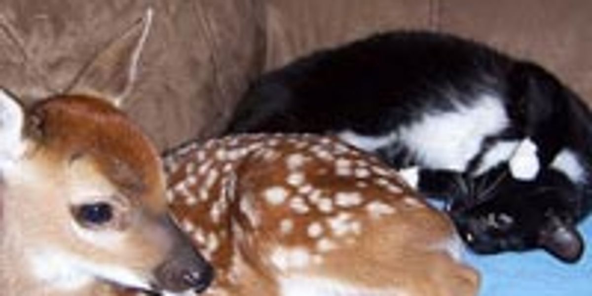 Cat and Deer, Best of Friends - Love Meow