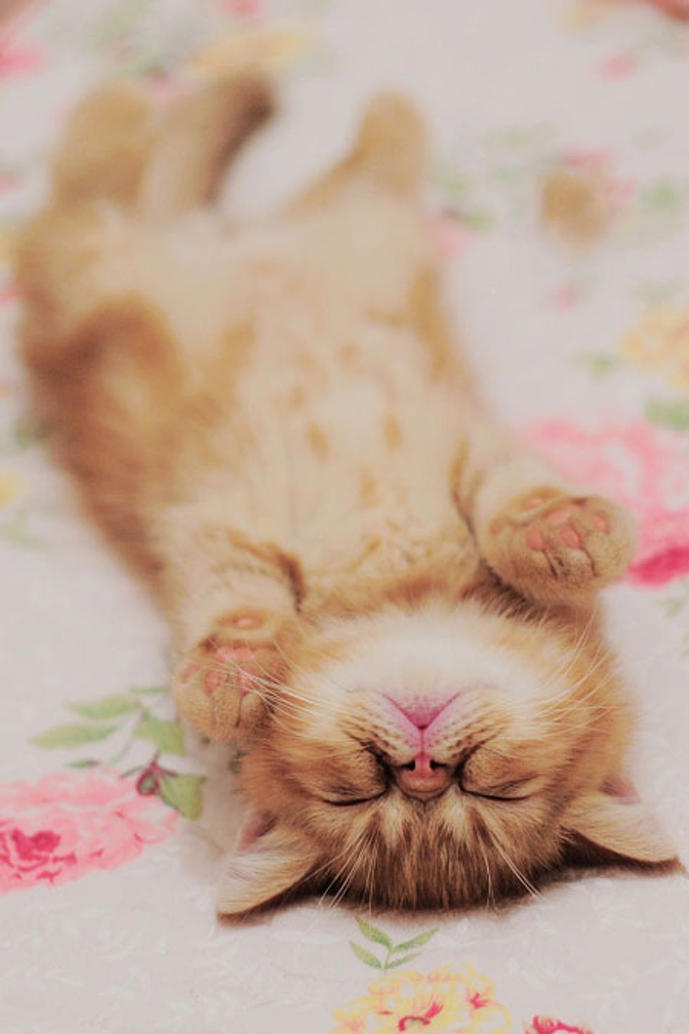 Sleepy Garfield Look Alike - Love Meow