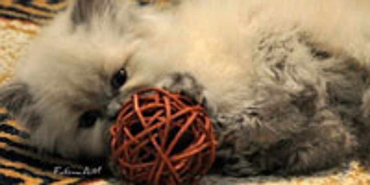Ball of Fluffy Cute, Then and Now - Love Meow