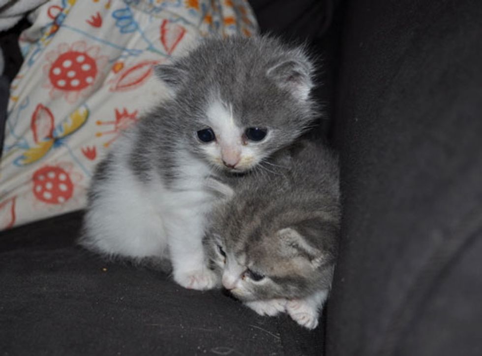 You Are My Cuddle Puddle Friend - Love Meow