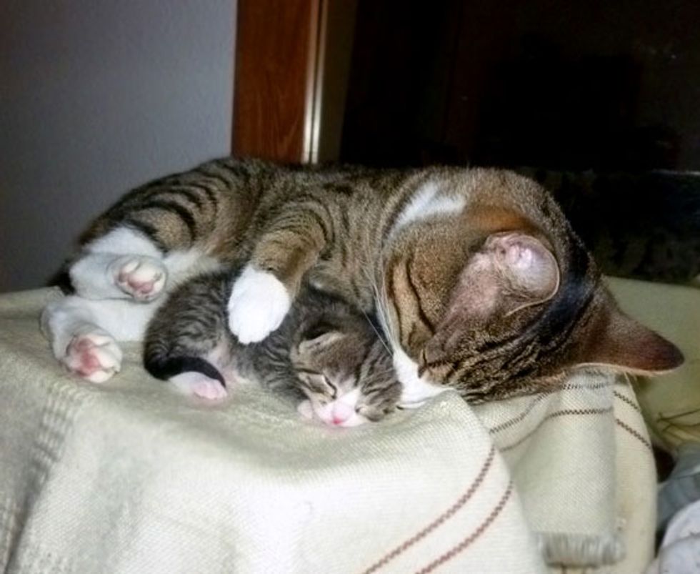 Father Cat Loves and Protects Little Ones - Love Meow