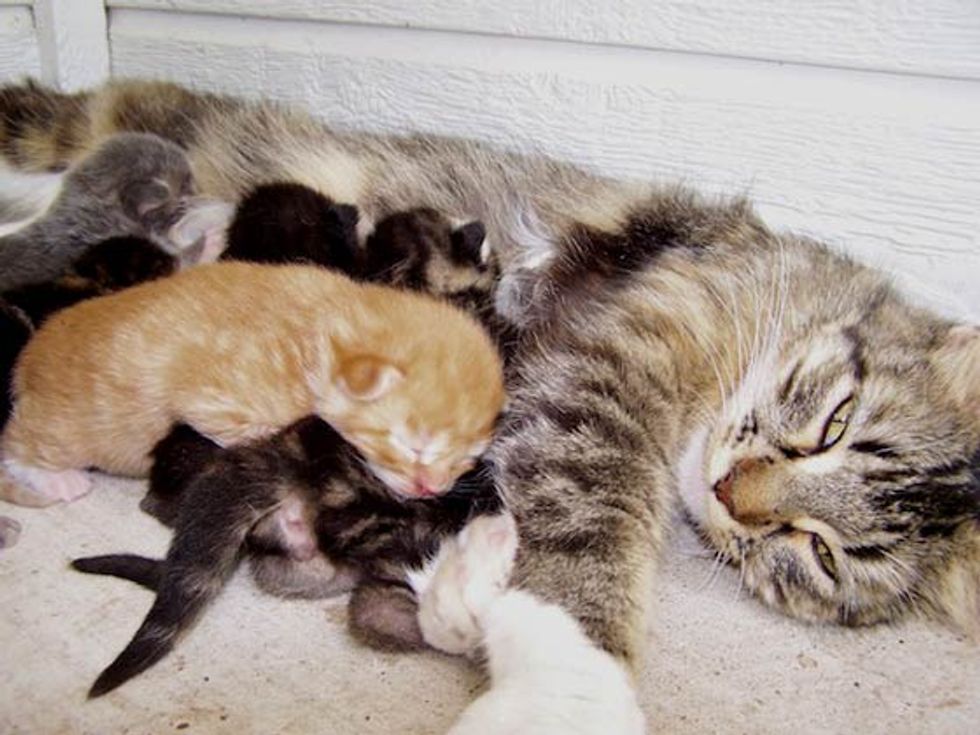 Ginger Kitty Adores His Cat Mama - Love Meow