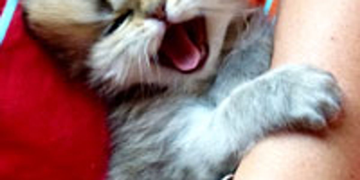 A Hug Makes Kitty Happy - Love Meow