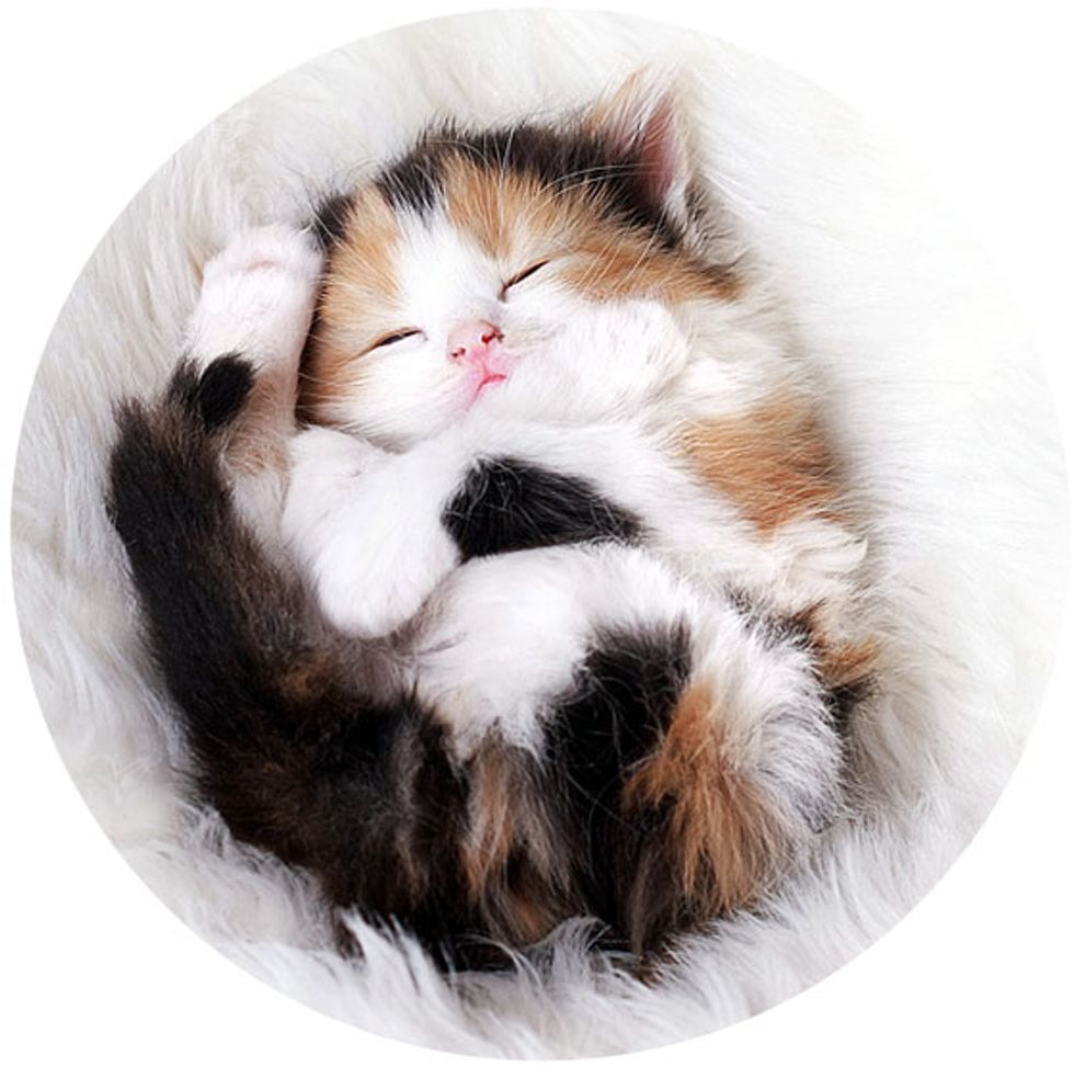 Teeny Calico Curls Up for a Cat Nap - Love Meow
