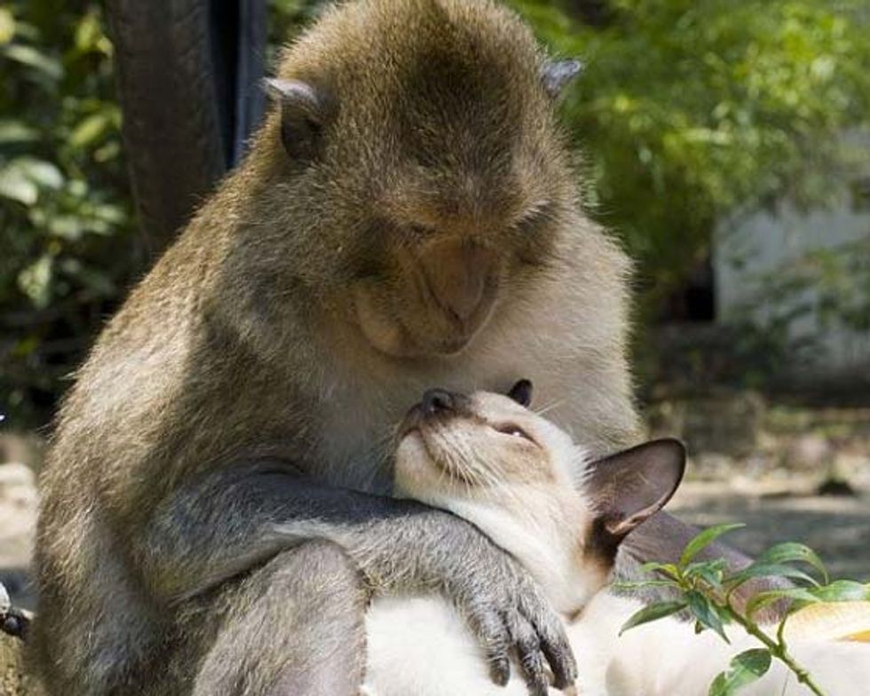 Interspecies Love Between Cat and Monkey - Love Meow