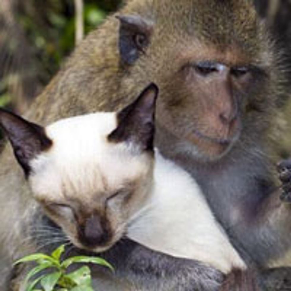 Interspecies Love Between Cat and Monkey - Love Meow
