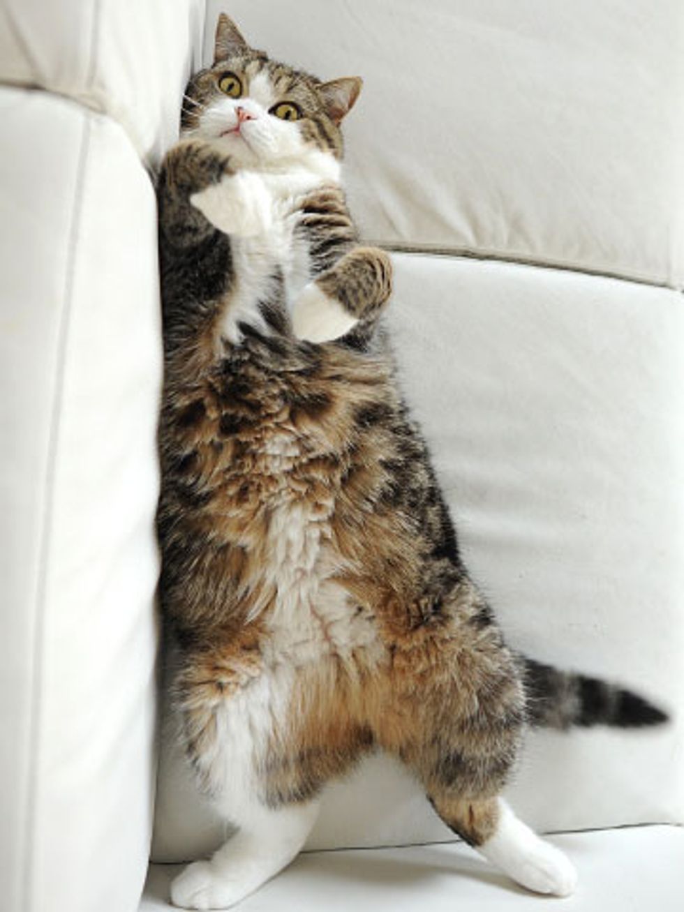Maru with Many Talents - Love Meow
