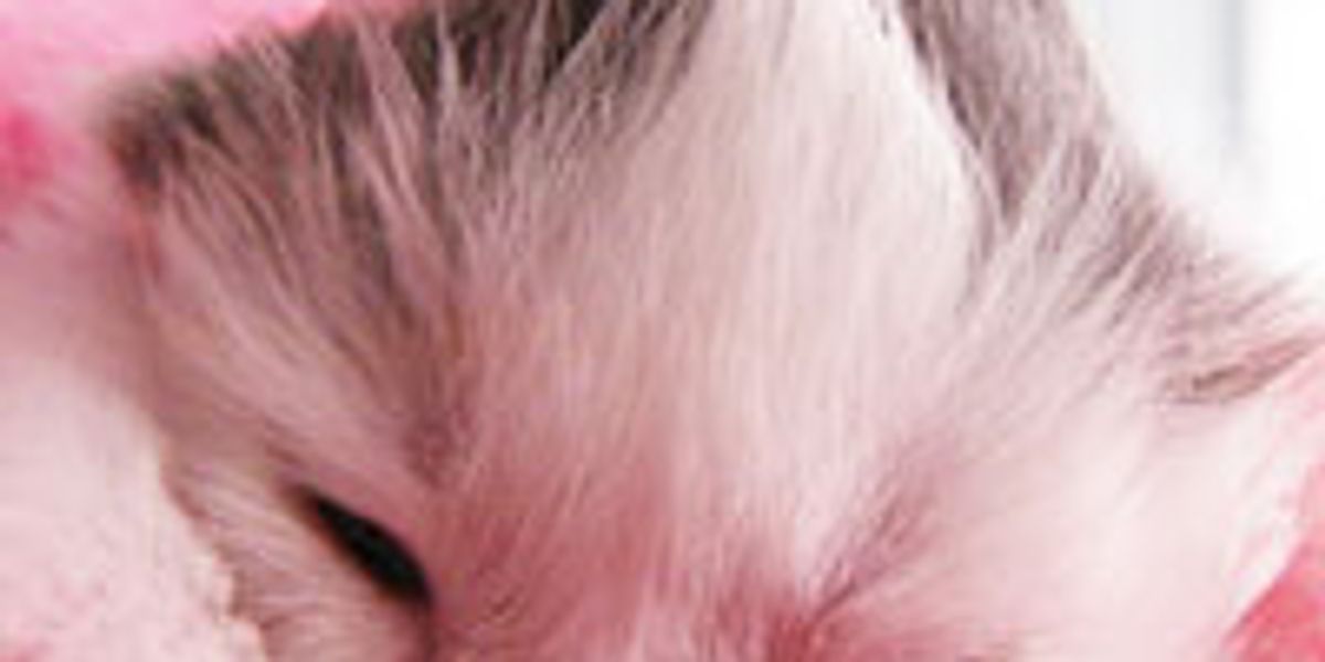 Izzy the Kitty and Her Photo Journey - Love Meow