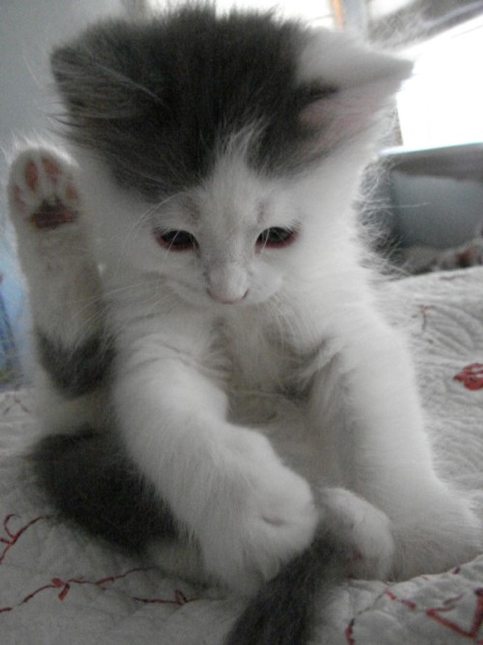 Izzy the Kitty and Her Photo Journey - Love Meow