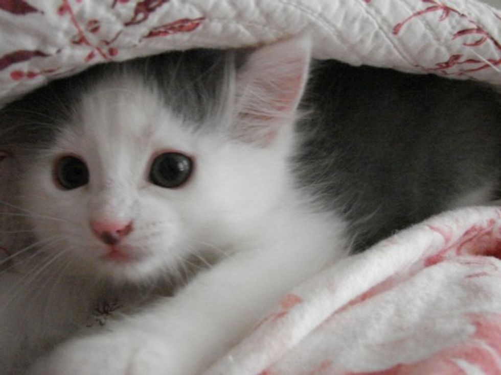 Izzy the Kitty and Her Photo Journey - Love Meow