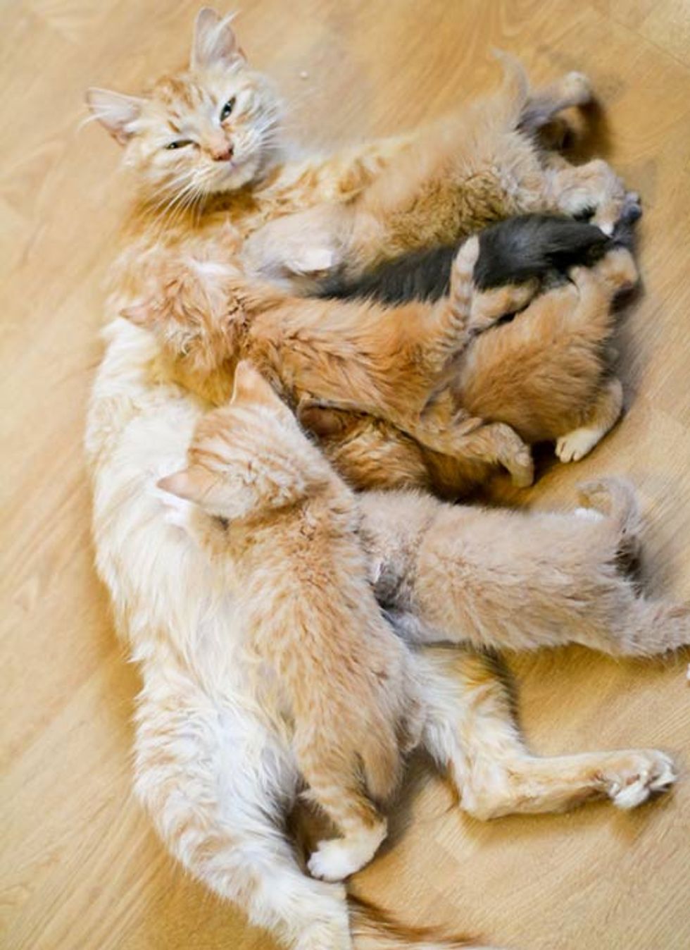 Kitty Feeding Frenzy - Love Meow