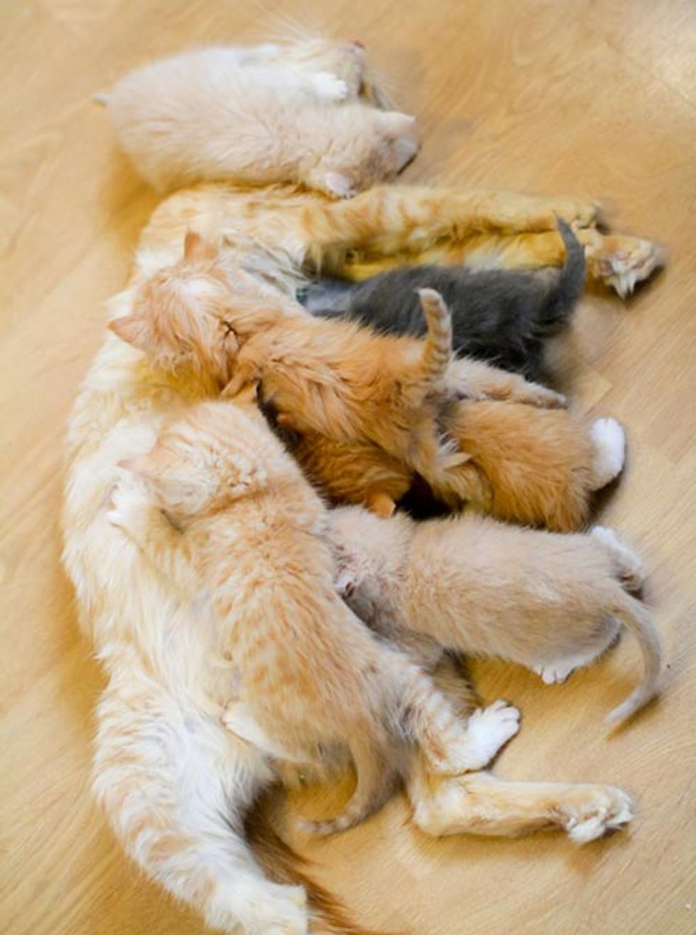 Kitty Feeding Frenzy - Love Meow