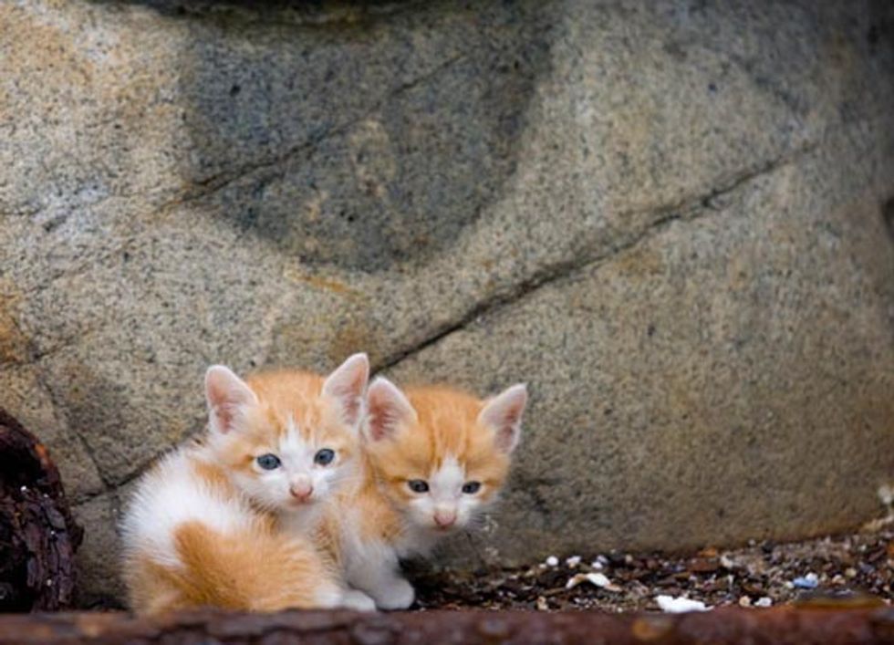 Island Cats from Fukuoka Japan - Love Meow