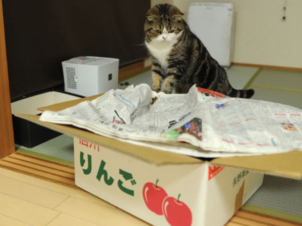 Maru's Bathroom Sanctuary - Love Meow