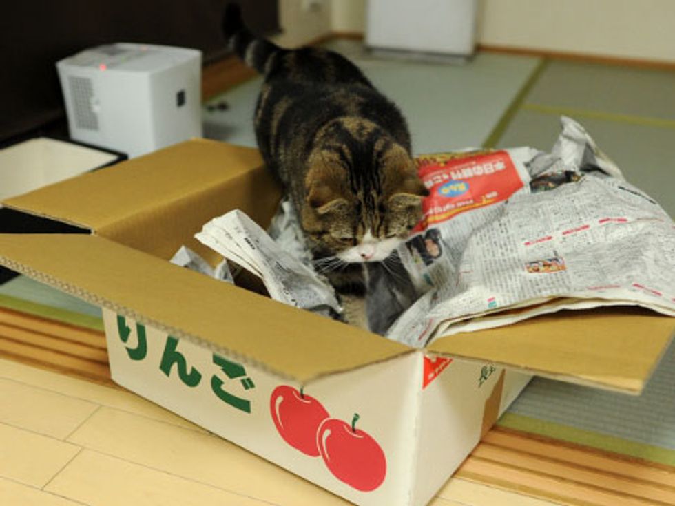 Maru's Bathroom Sanctuary - Love Meow