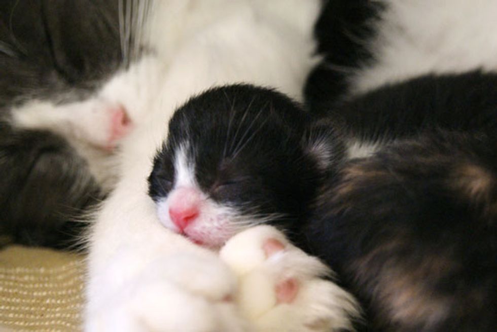 Protective Force Field Called Mom - Love Meow