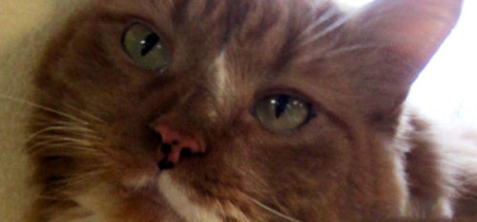 Pudding the Cat Saves Owner's Life Hours After Being Adopted - Love Meow