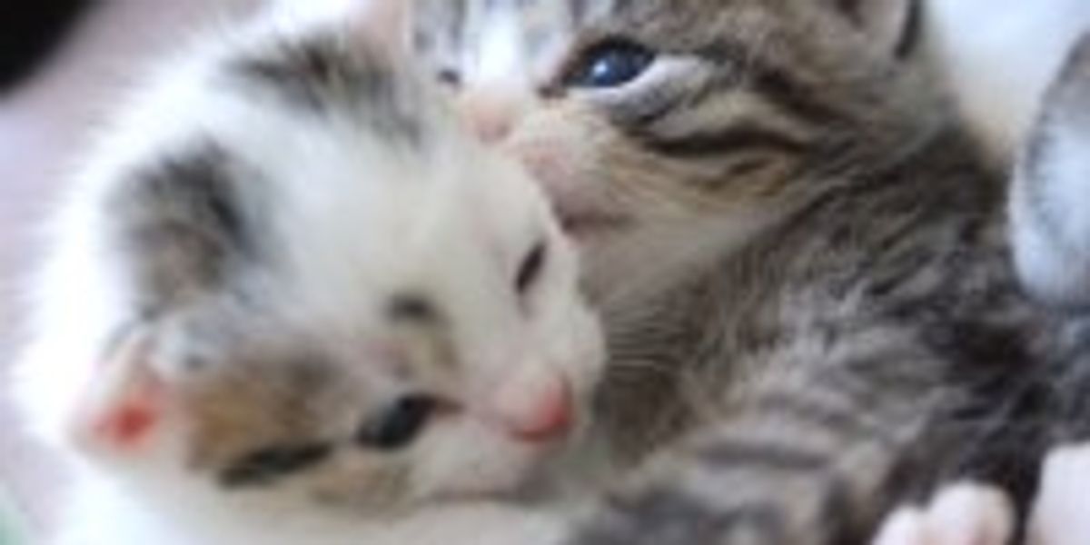 A Fuzzy Purry Hug - Love Meow