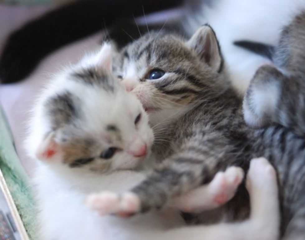 A Fuzzy Purry Hug - Love Meow