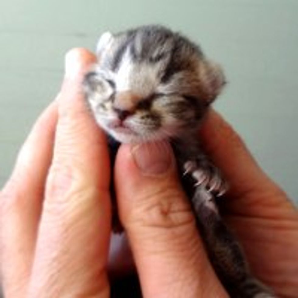 Smallest Kitty In The World