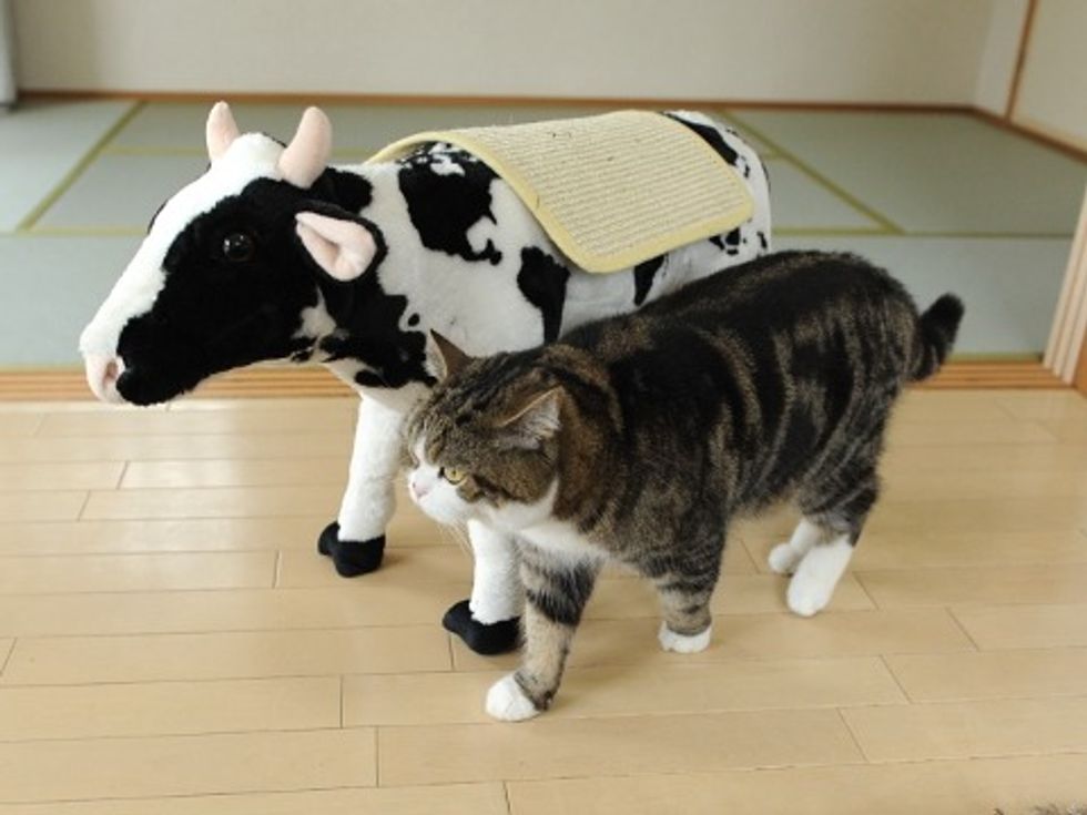 Maru and His Noble Steed the Cow - Love Meow