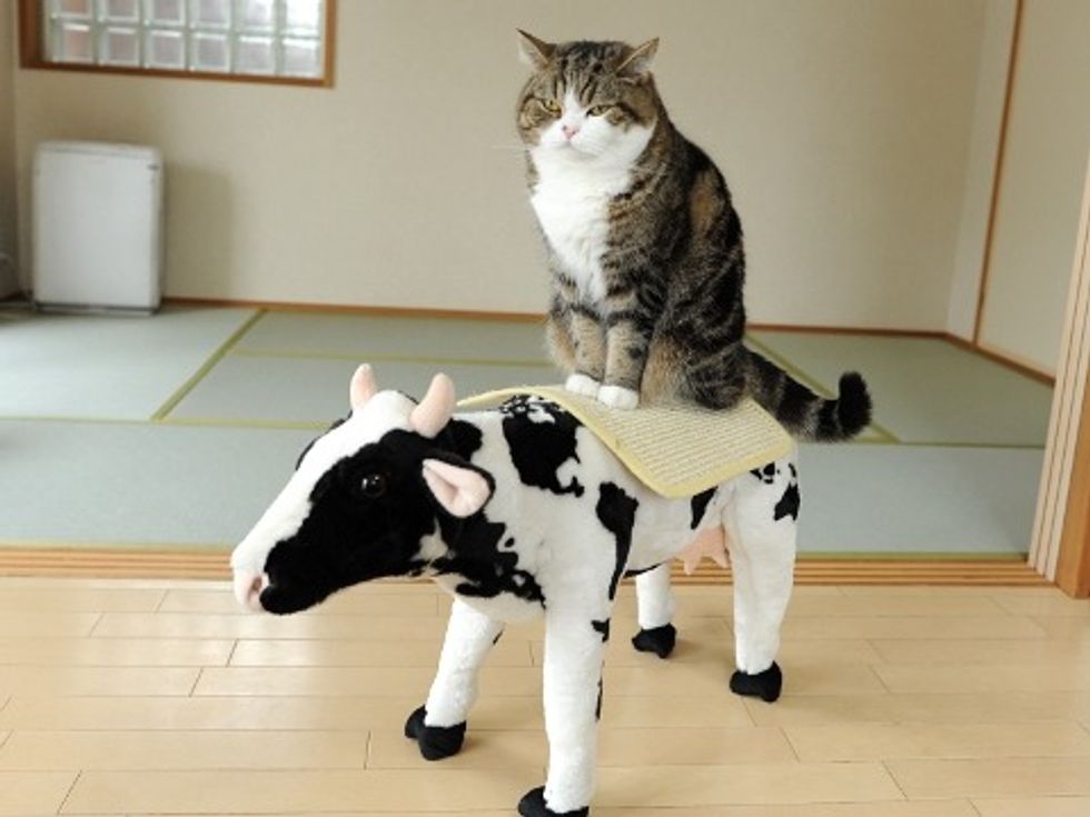 Maru and His Noble Steed the Cow - Love Meow