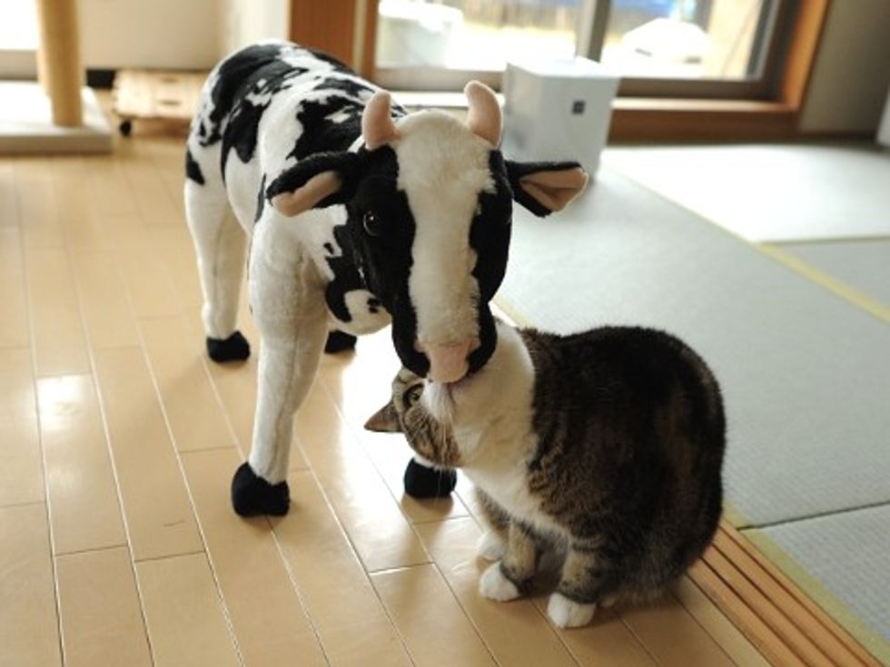 Maru and His Noble Steed the Cow - Love Meow