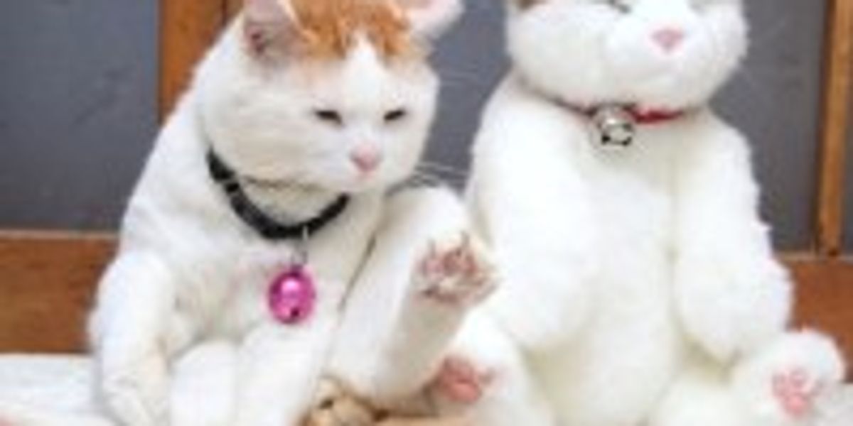 Shiro Kitty's Impostor - Love Meow