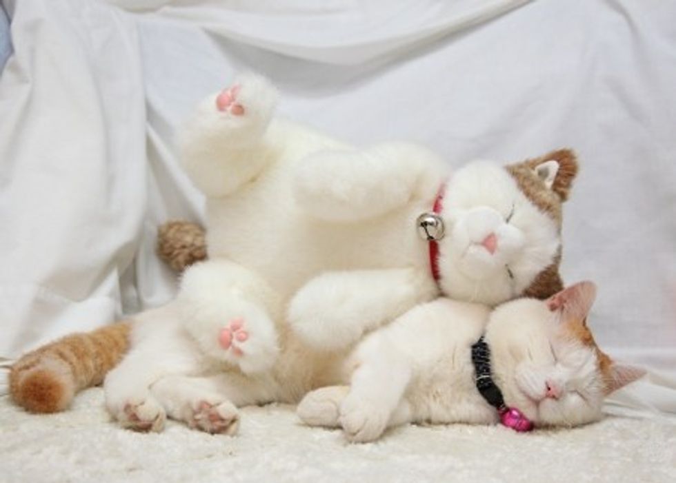 Shiro Kitty's Impostor - Love Meow