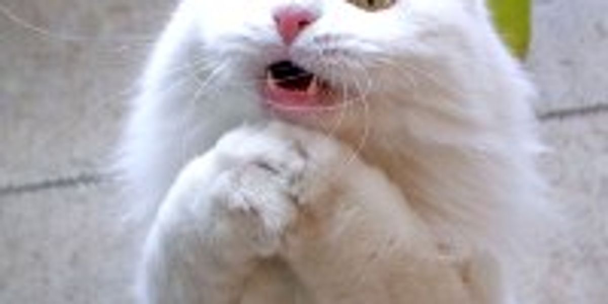 Begging Cat Always Gets What He Wants - Love Meow