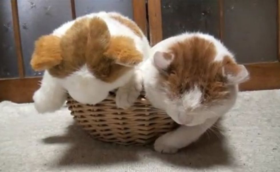 Sneaky Shiro Kitty Impostor - Love Meow