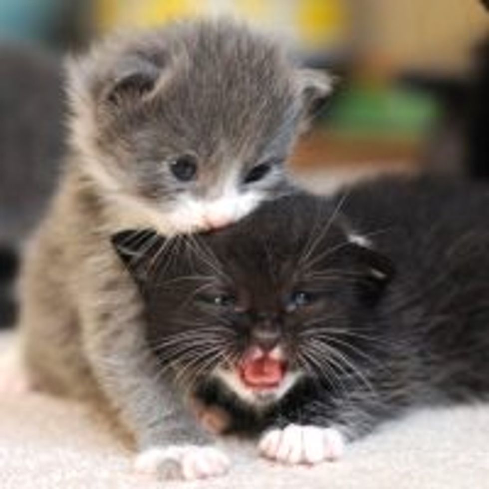 Nom Nom Ear Means Love Love Meow nom-nom-ear-means-love-love-meow