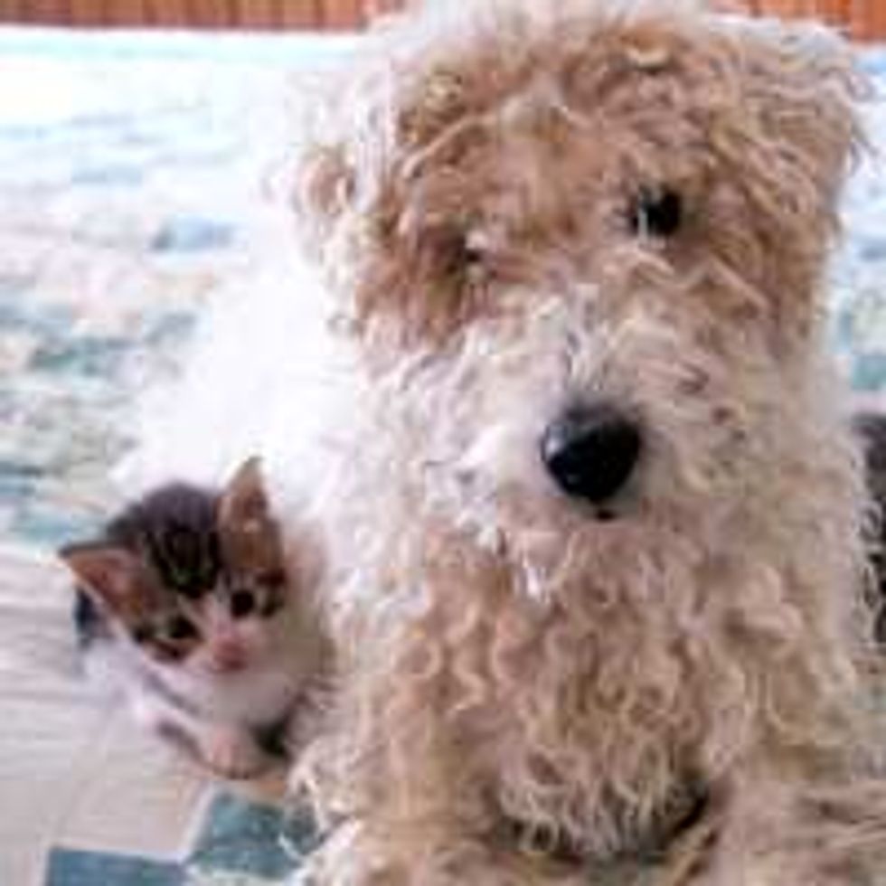 Kitty and His Granny Dog - Love Meow