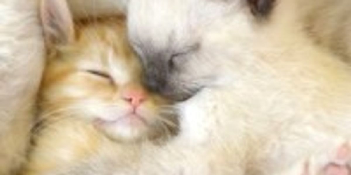 Furry Cuddle Puddle of Cuteness - Love Meow