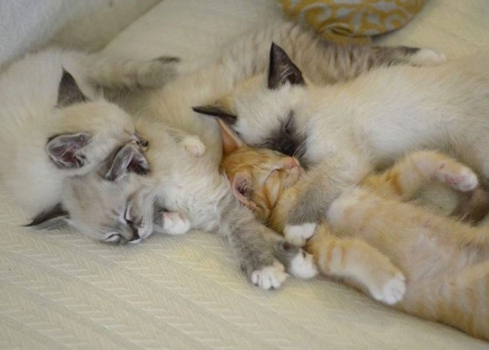 Furry Cuddle Puddle of Cuteness - Love Meow